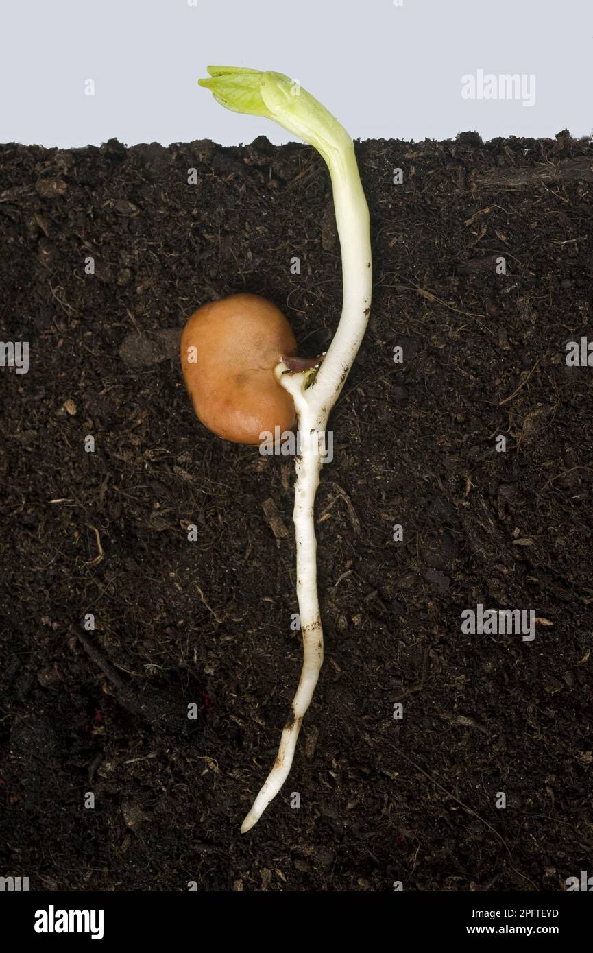 Fava bean, Broad bean, Broad bean faba, germinating with main root and ...
