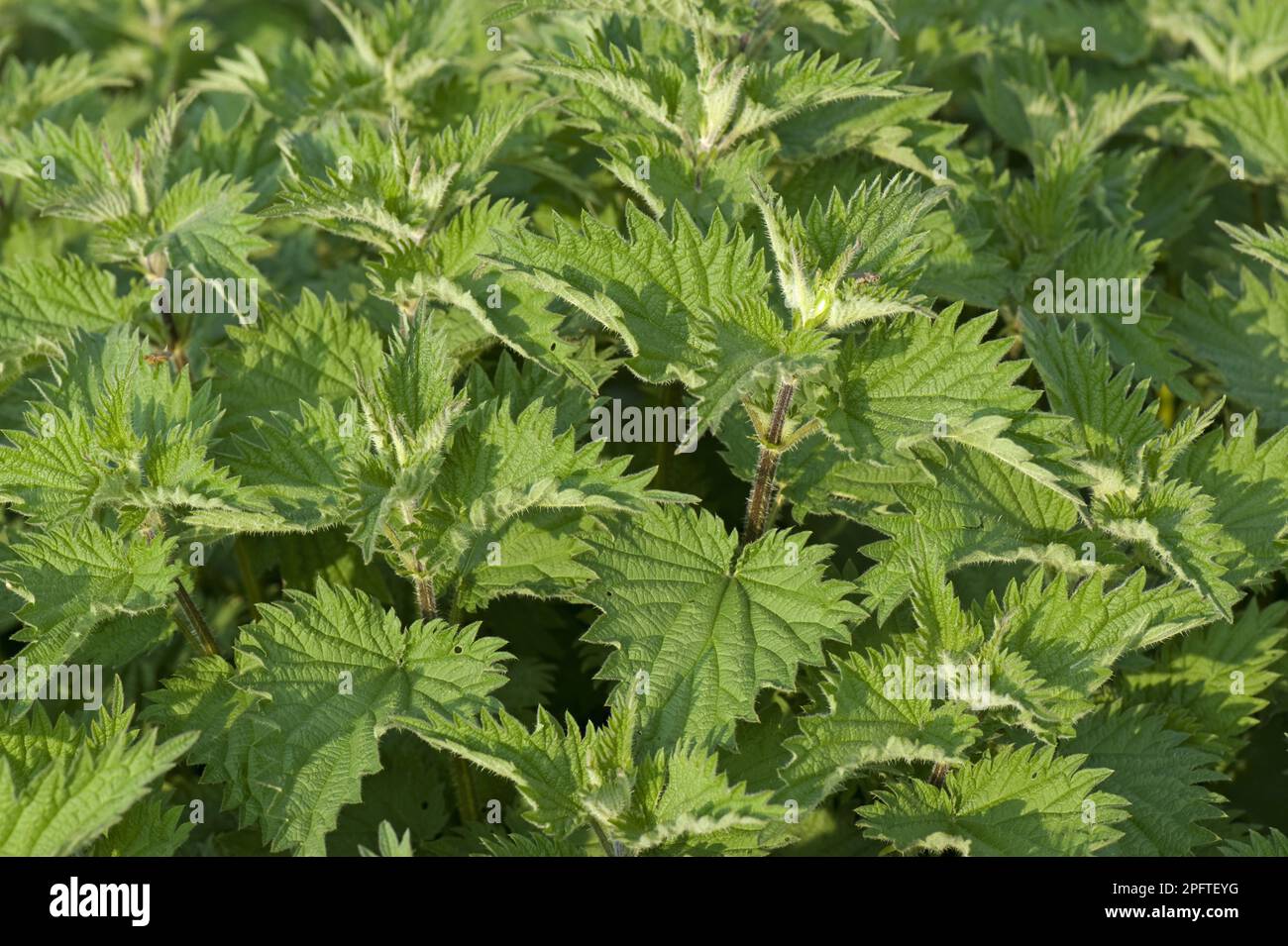 Stinging nettle (Urtica) dioica, plants with healthy, strong leaves in ...