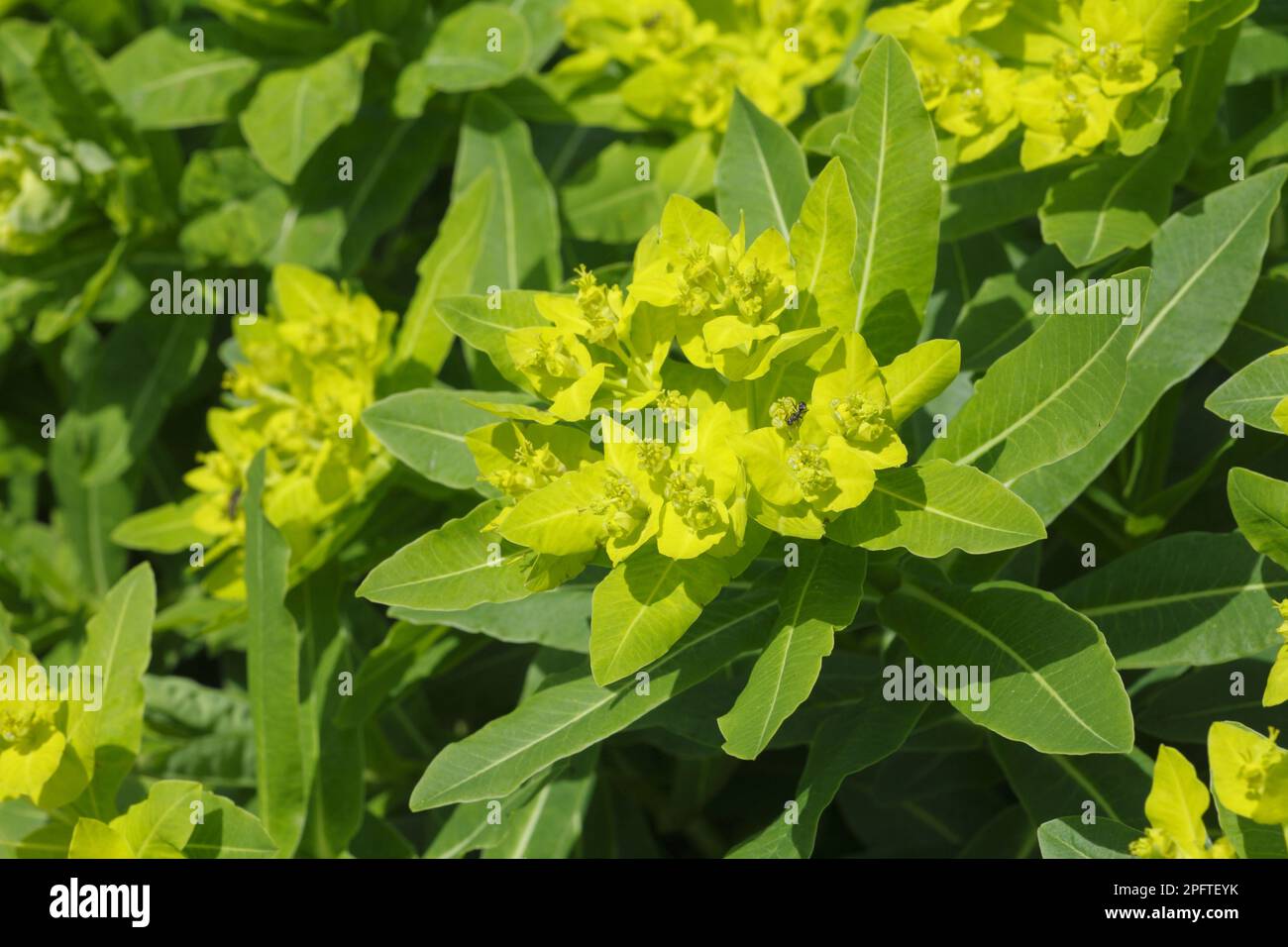 Irish spurge (Euphorbia hyberna) close-up of flowers, Pyrenees, Ariege ...