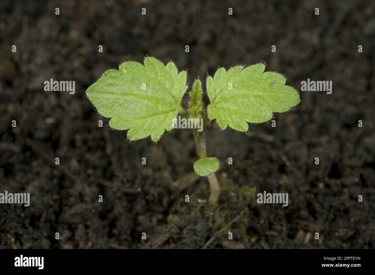 Stinging nettle (Urtica) dioica, annual prickly weed from gardens ...