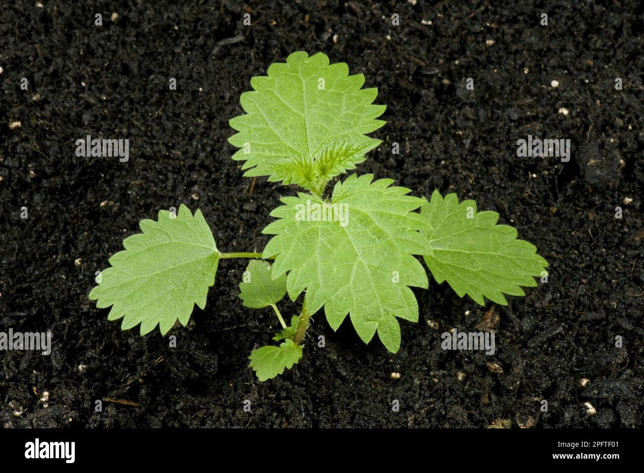 Planting material Stinging nettle (Urtica) dioica, annual prickly weed ...