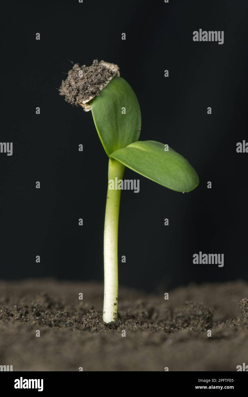 Sunflower seedling with cotyledons that expand but retain the seed coat ...