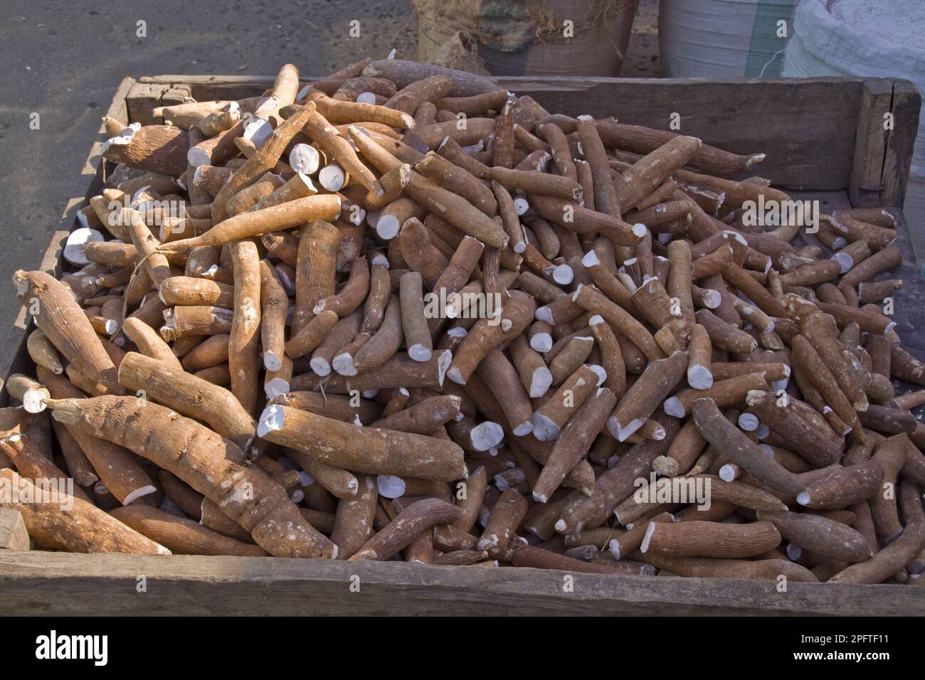 Cassava (Manihot esculenta), yuca, mogo or mandioca is a woody shrub of ...