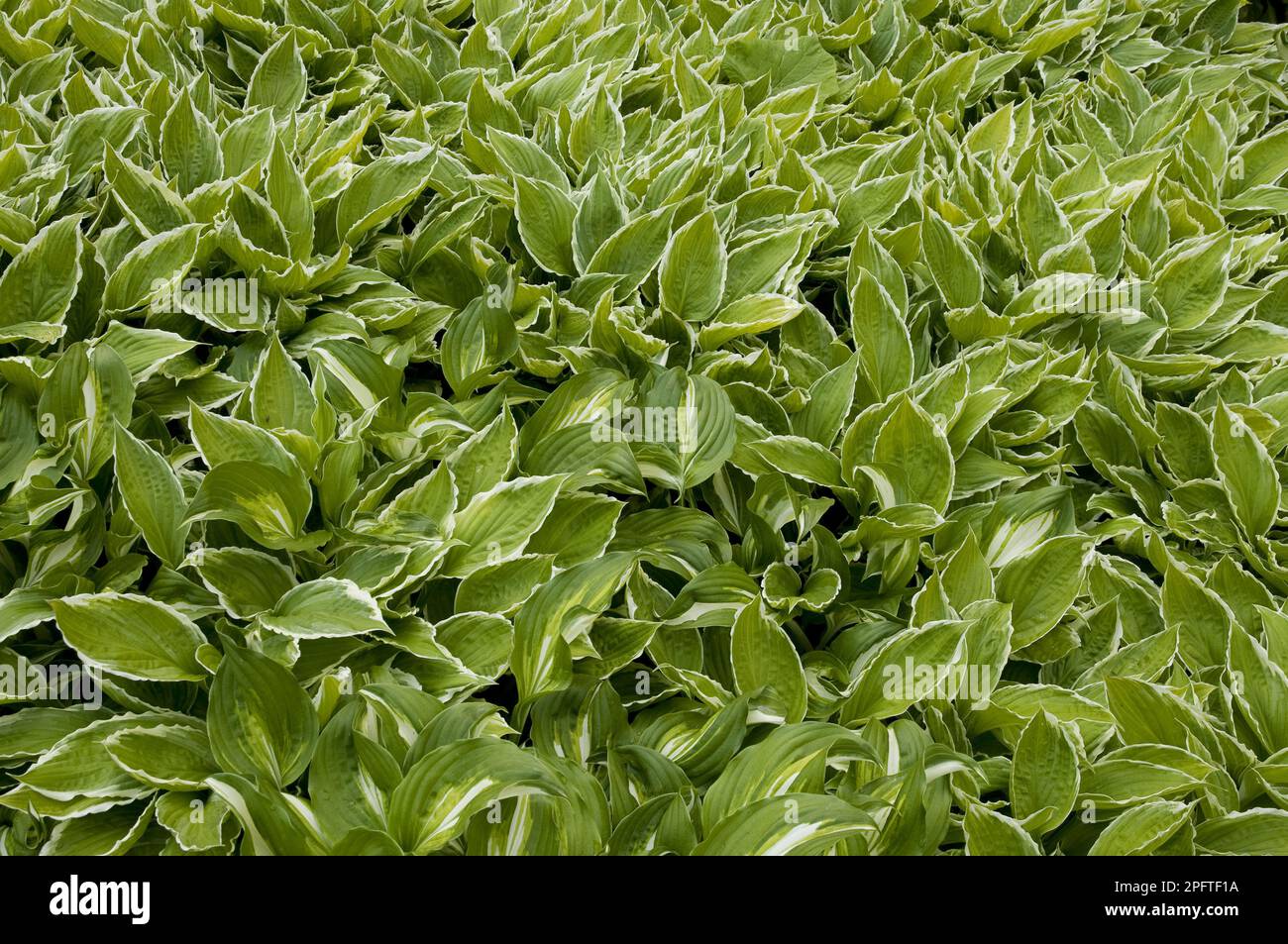 Hosta hosta sp hi-res stock photography and images - Alamy