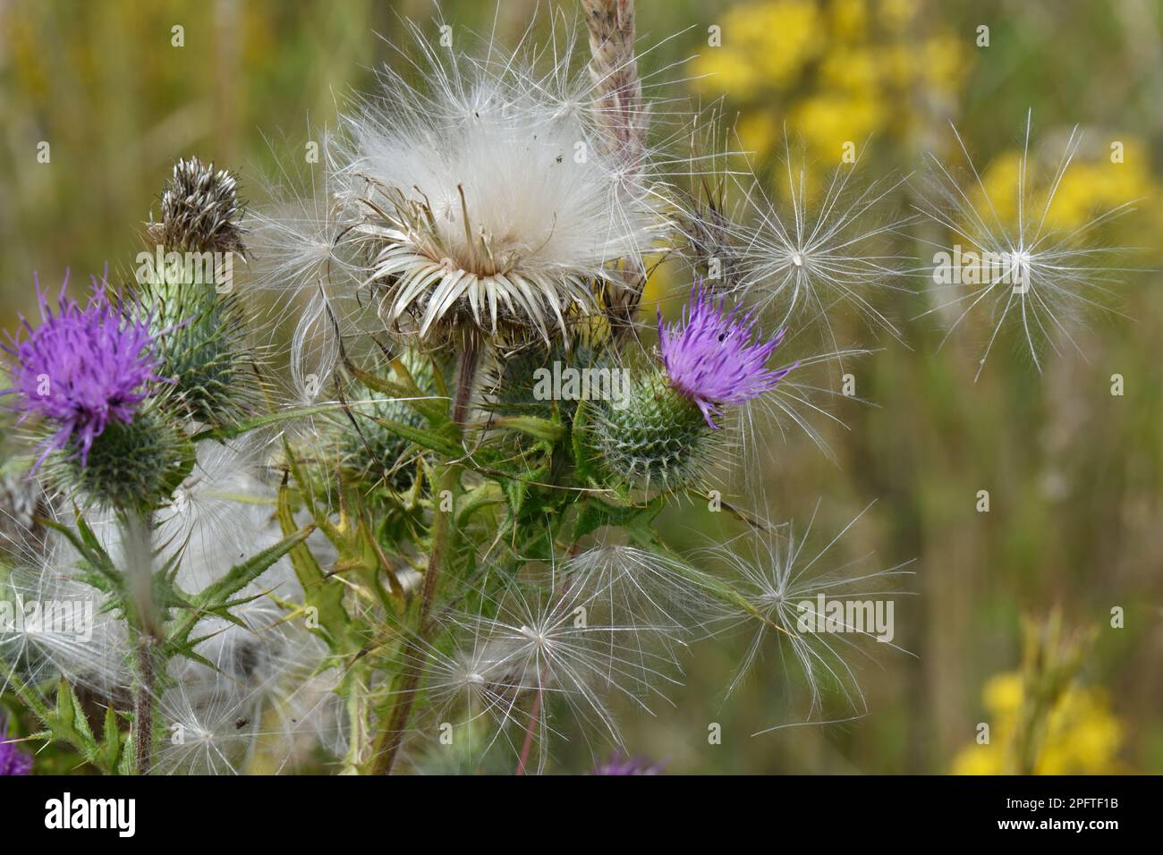 Lanceolatum, Spear thistle (Cirsium vulgare), flowers and fluffy ...