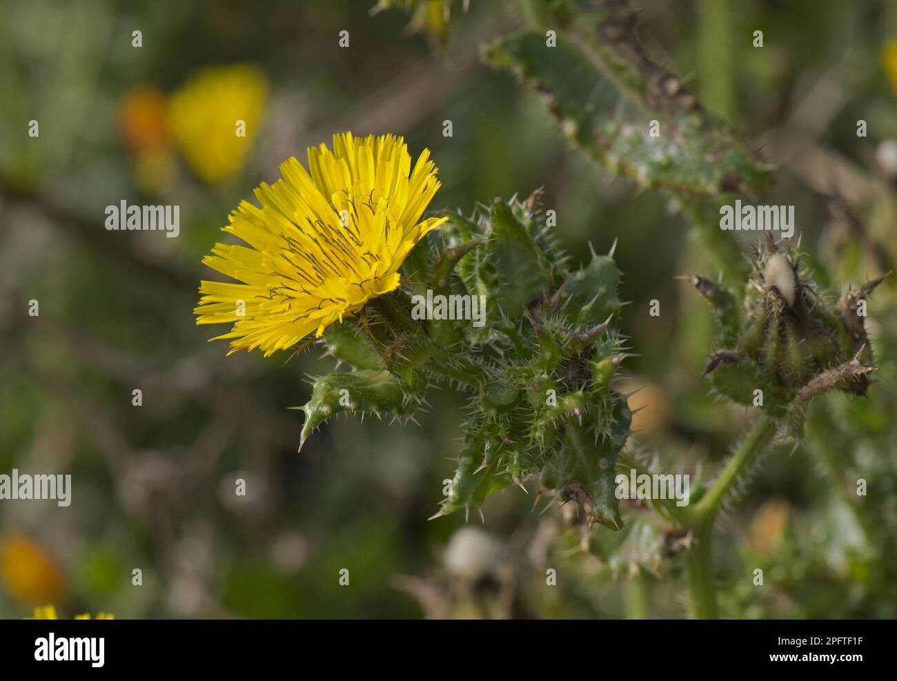 Bristly Oxtongue, Helminthotheca echioides, prickly stiff flowering ...