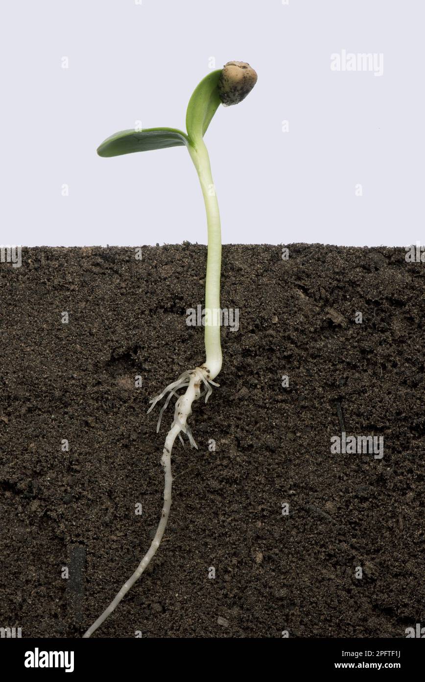 Sunflower seedling with cotyledons expanding, with the seed coat or ...