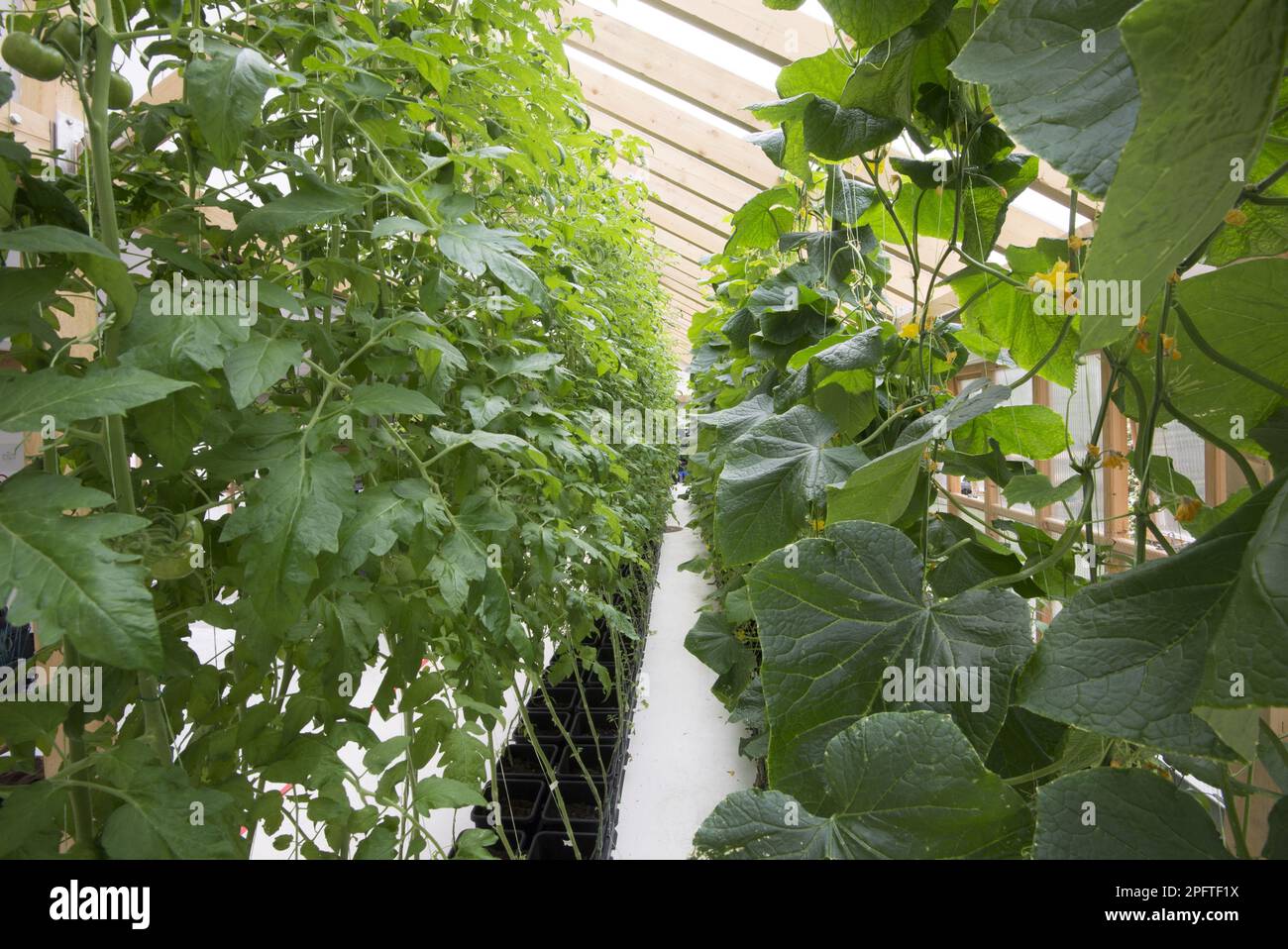 Tomatoes (Solanum sp.) and snake cucumber (Cucumis sativus) growing in ...