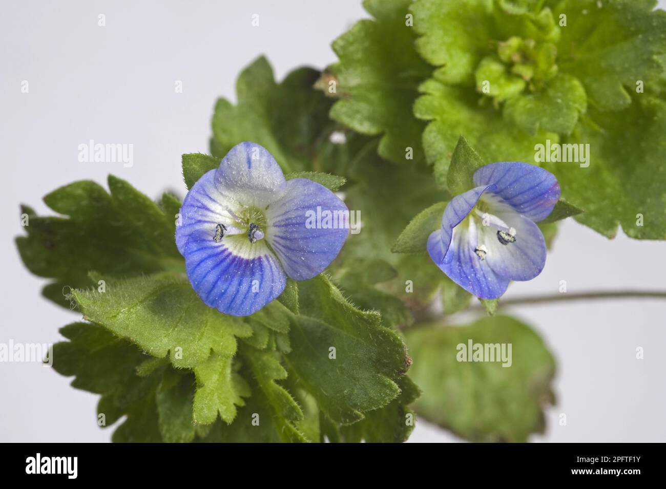 Common field speedwell, Veronica persica, flowers and leaves Stock ...
