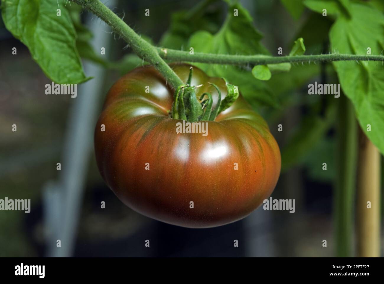 Tomato (Solanum sp.) 'Black Russian', close-up of fruit, growing in ...