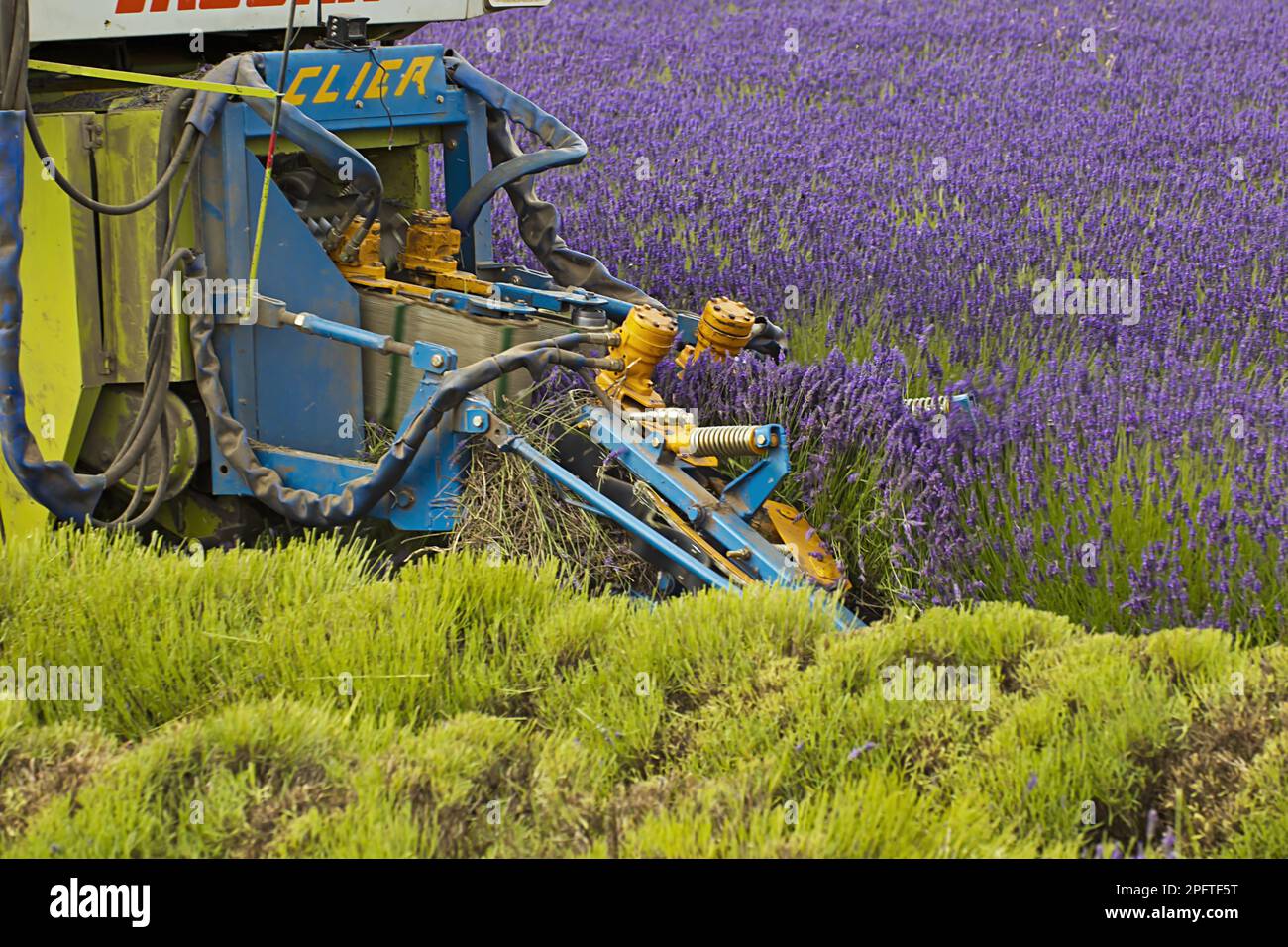 Lavender (Lavandula sp.), flowering in the field and harvested by Claas ...