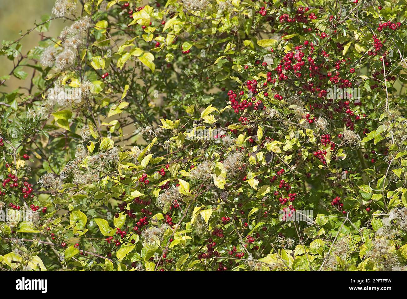 Old traveller's joy (Clematis vitalba), seed heads, with fruits of ...