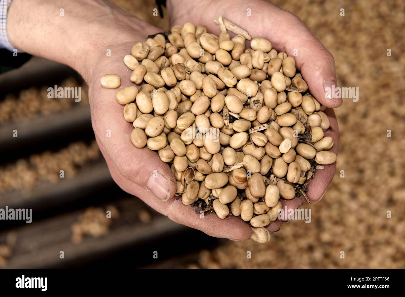 Field Bean (Vicia faba) crop, close-up of farmer holding handful of ...