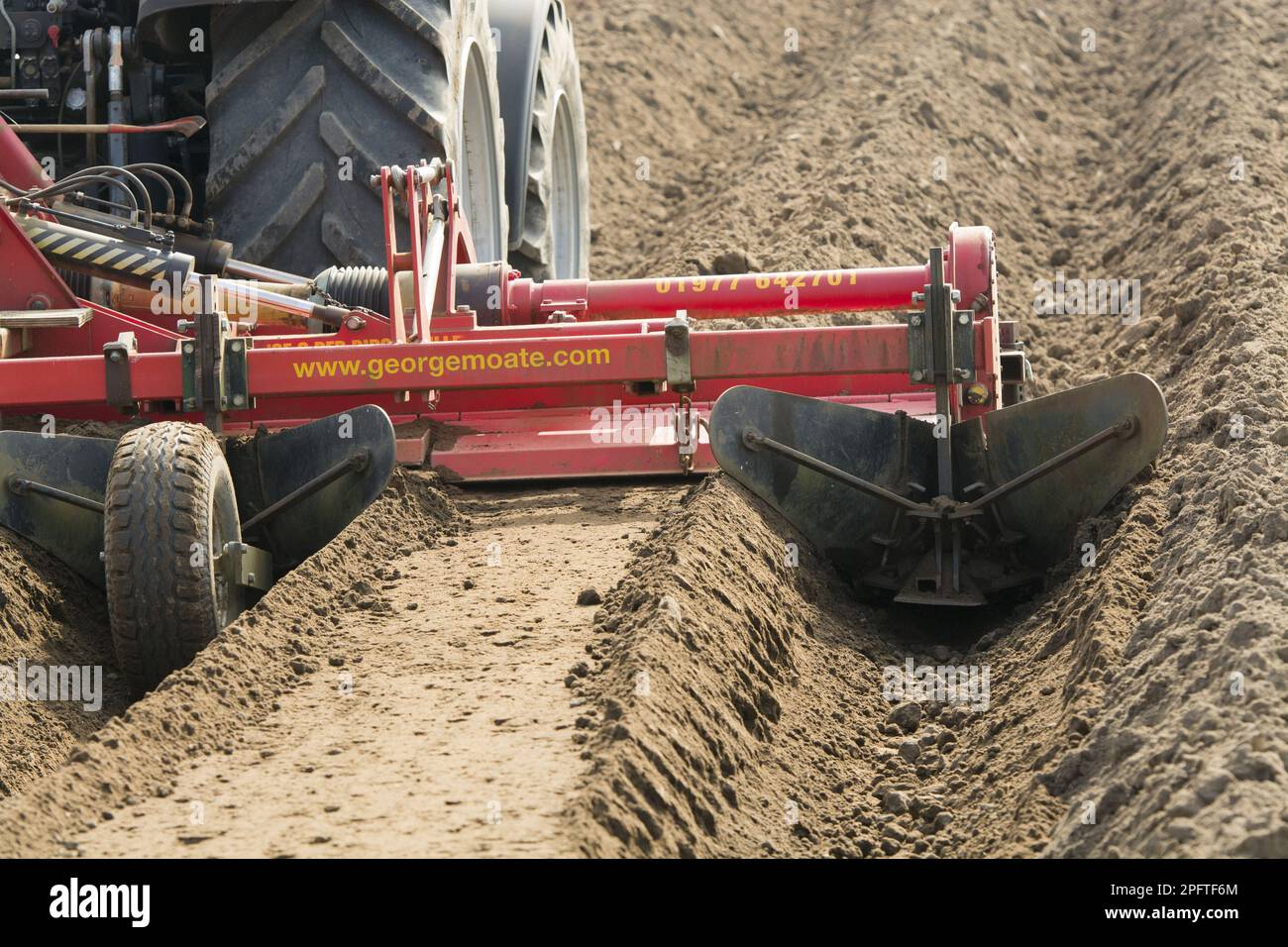 Potato (Solanum tuberosum) crop, making ridges using ridger pulled by ...