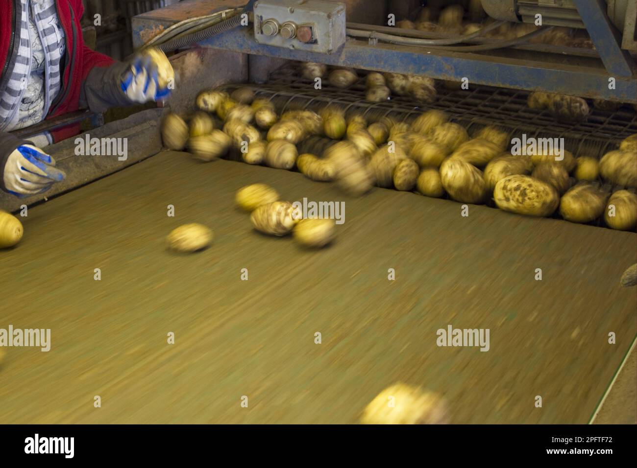 Potato (Solanum tuberosum) crop, harvested tubers in sorting machine ...