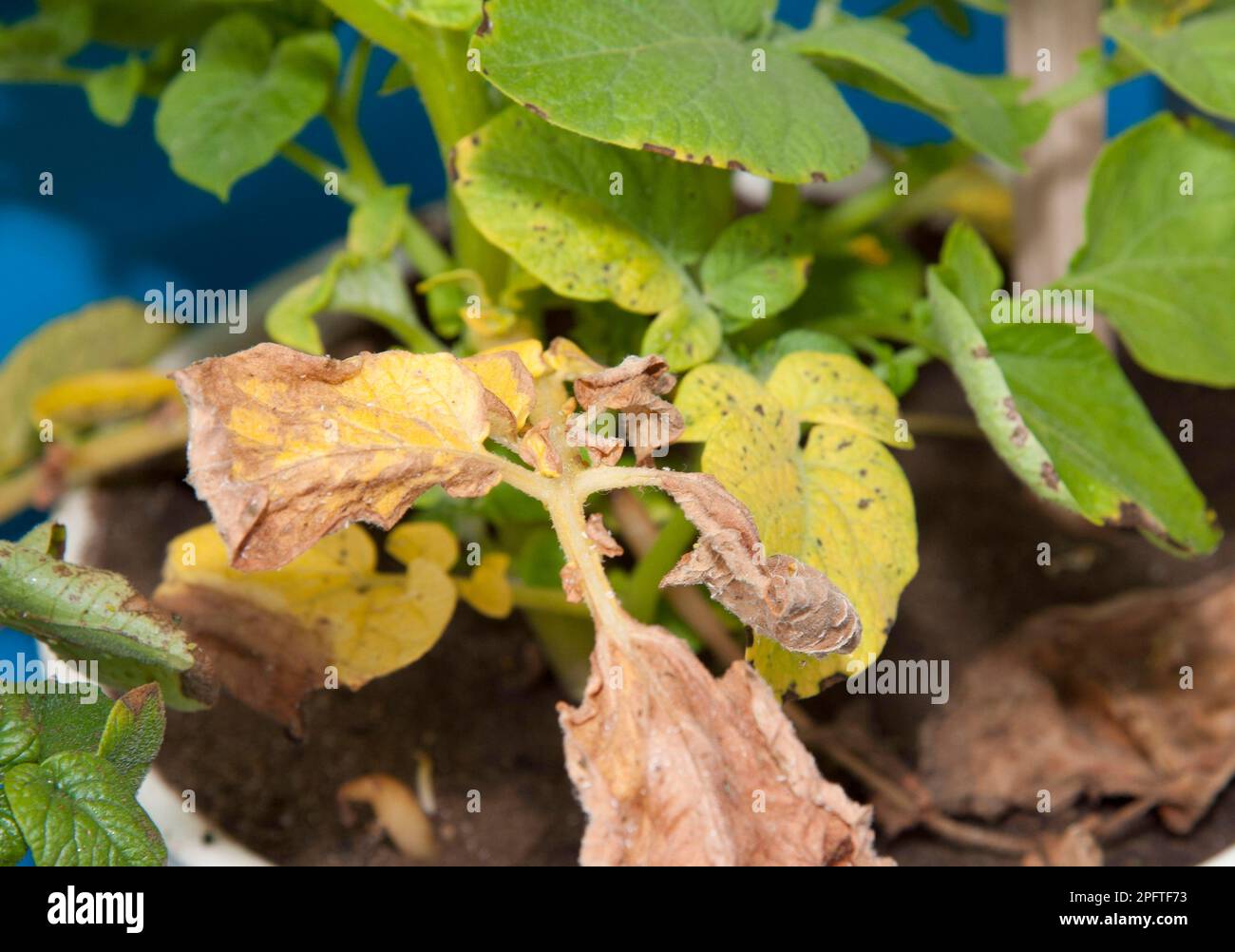 Potato, potatoes (Solanum tuberosum), Solanaceae, Potato nitrogen ...