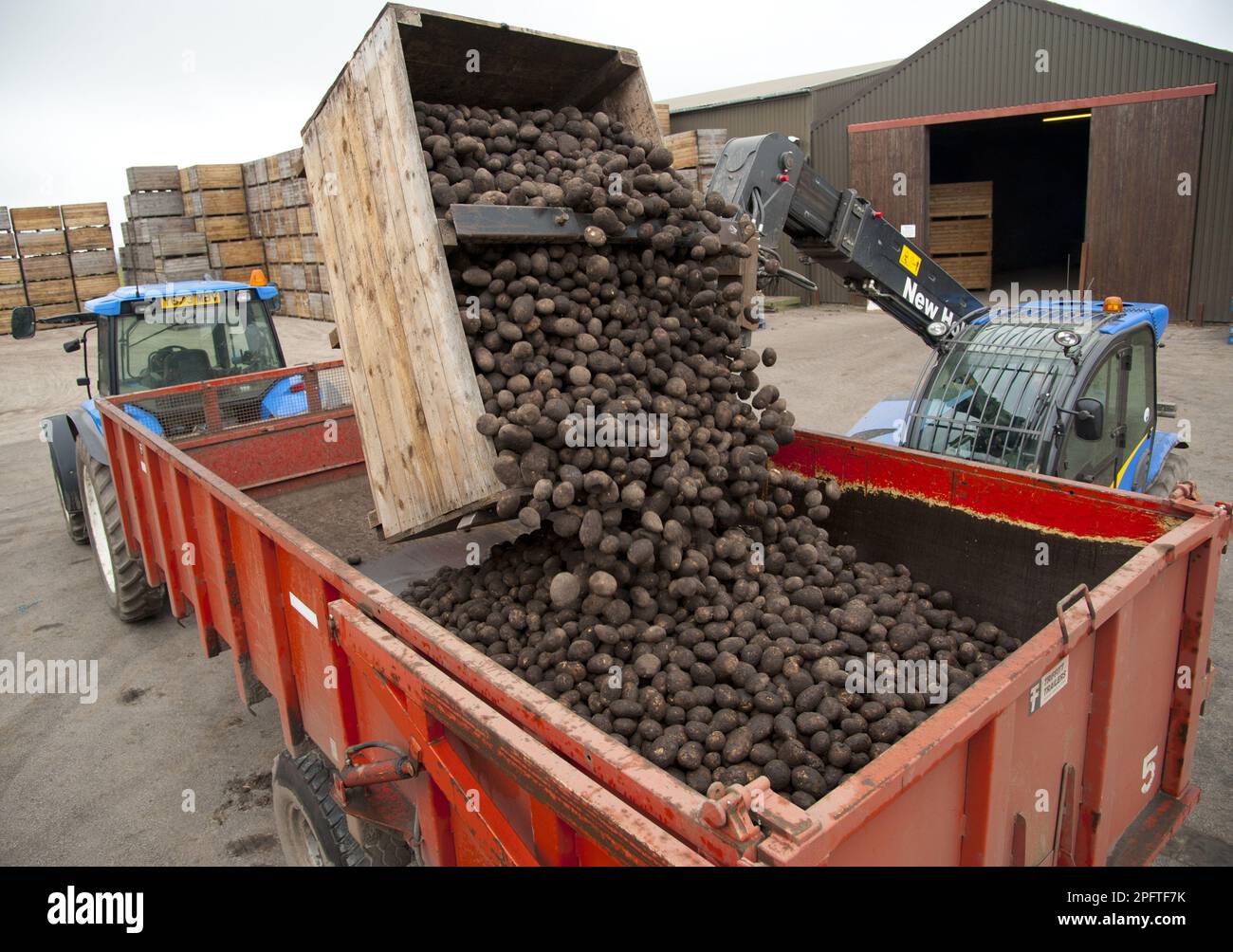 Potato (Solanum tuberosum) harvest, loading harvested tubers onto ...