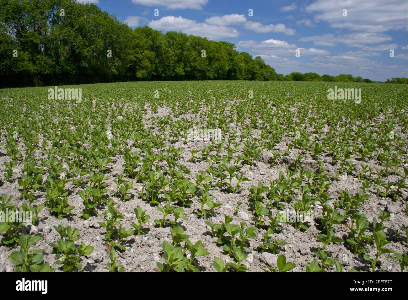 Field Bean (Vicia faba) young crop, growing in field, Sussex, England ...