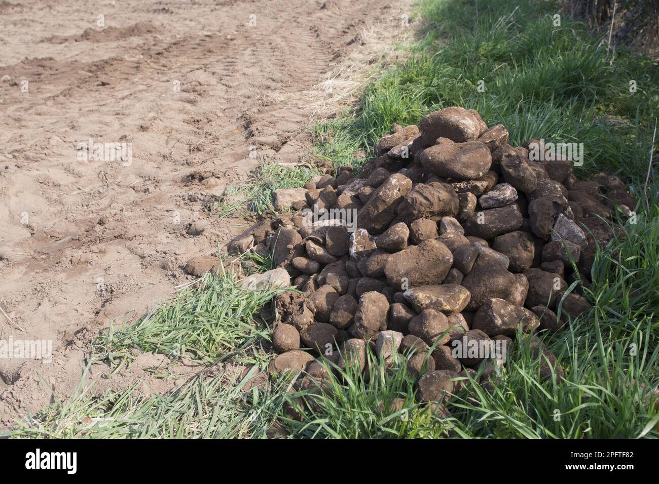 Potato (Solanum tuberosum) crop, stones removed from seedbed and ...