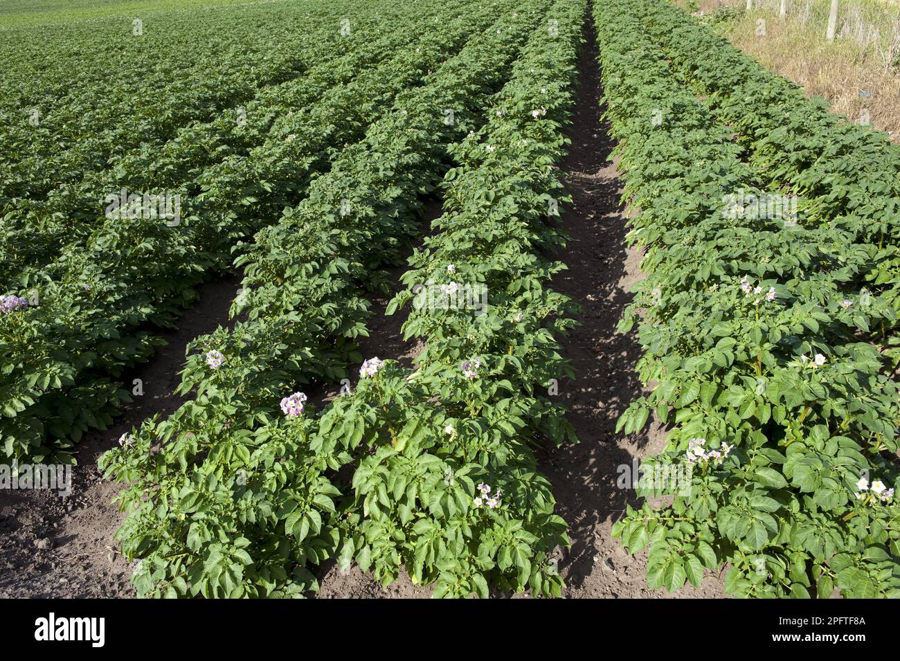 Early flowering stage hi-res stock photography and images - Alamy