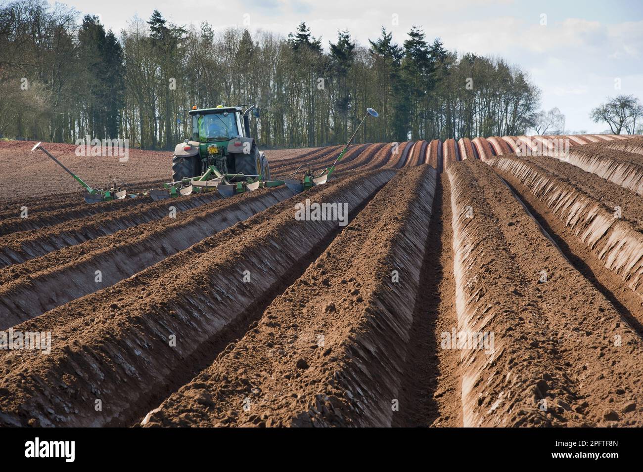 Potato, tractor back field ready for planting potatoes (Solanum ...