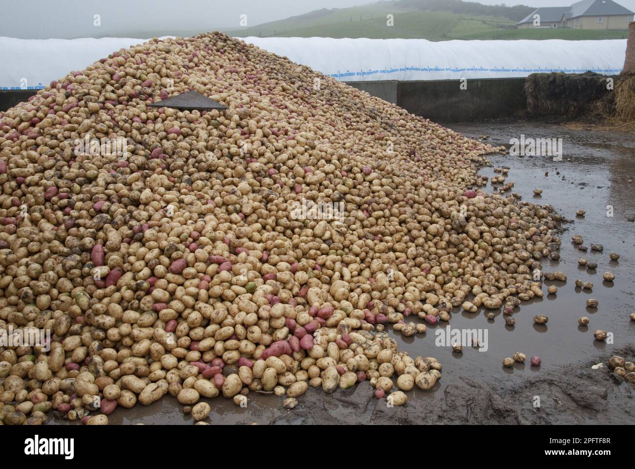 Potato (Solanum tuberosum) tubers in farmyard, for feeding to beef ...