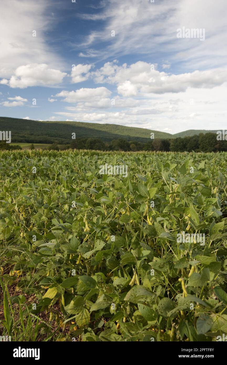 Soya Bean (Glycine max) crop, growing in field, Pennsylvania (U.) S. A ...