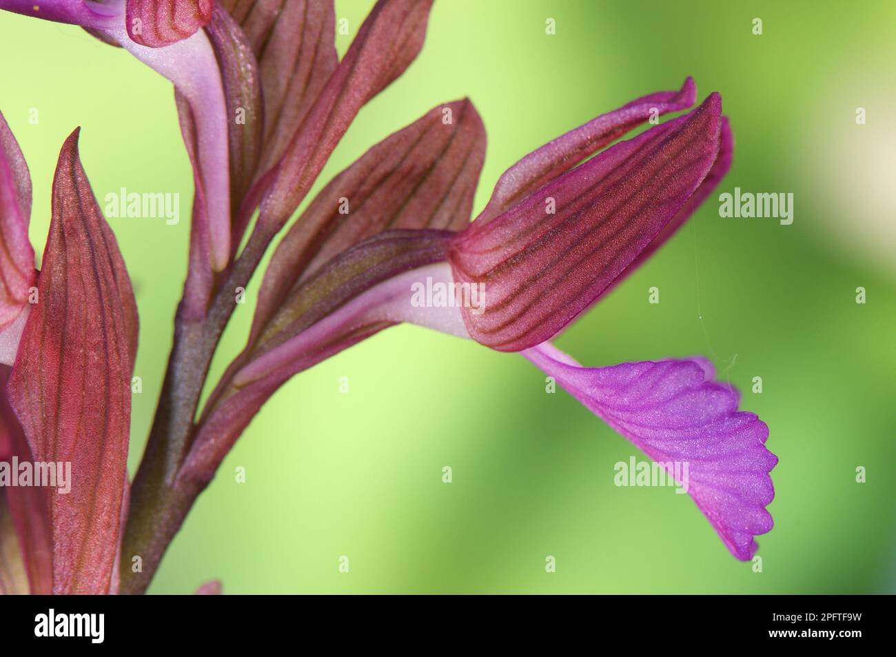 Orchis papilionacea pink butterfly hi-res stock photography and images ...