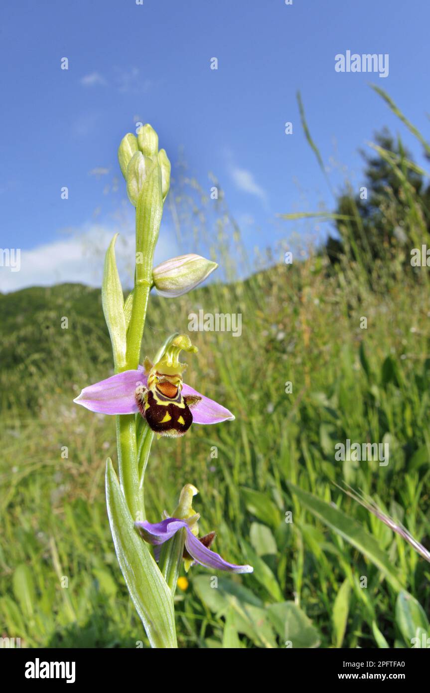 Bee Orchid (Ophrys apifera) flowering, growing in habitat, Italy Stock ...