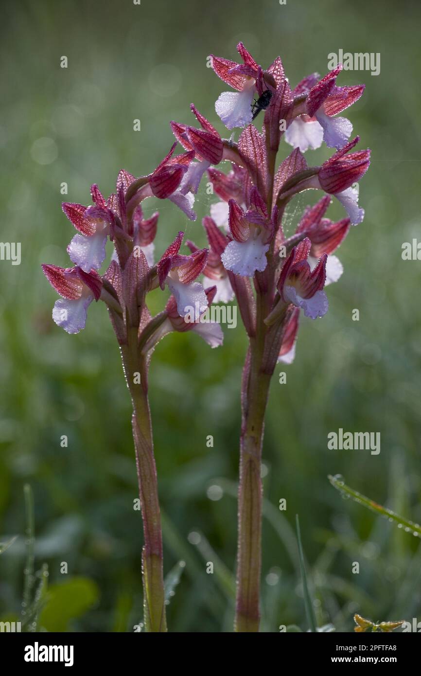 Pink butterfly orchid (Orchis papilionacea) in bloom, covered with dew ...