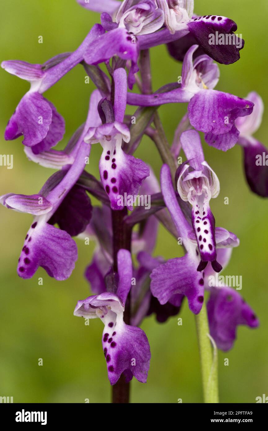 Long spurred flowers hi-res stock photography and images - Alamy