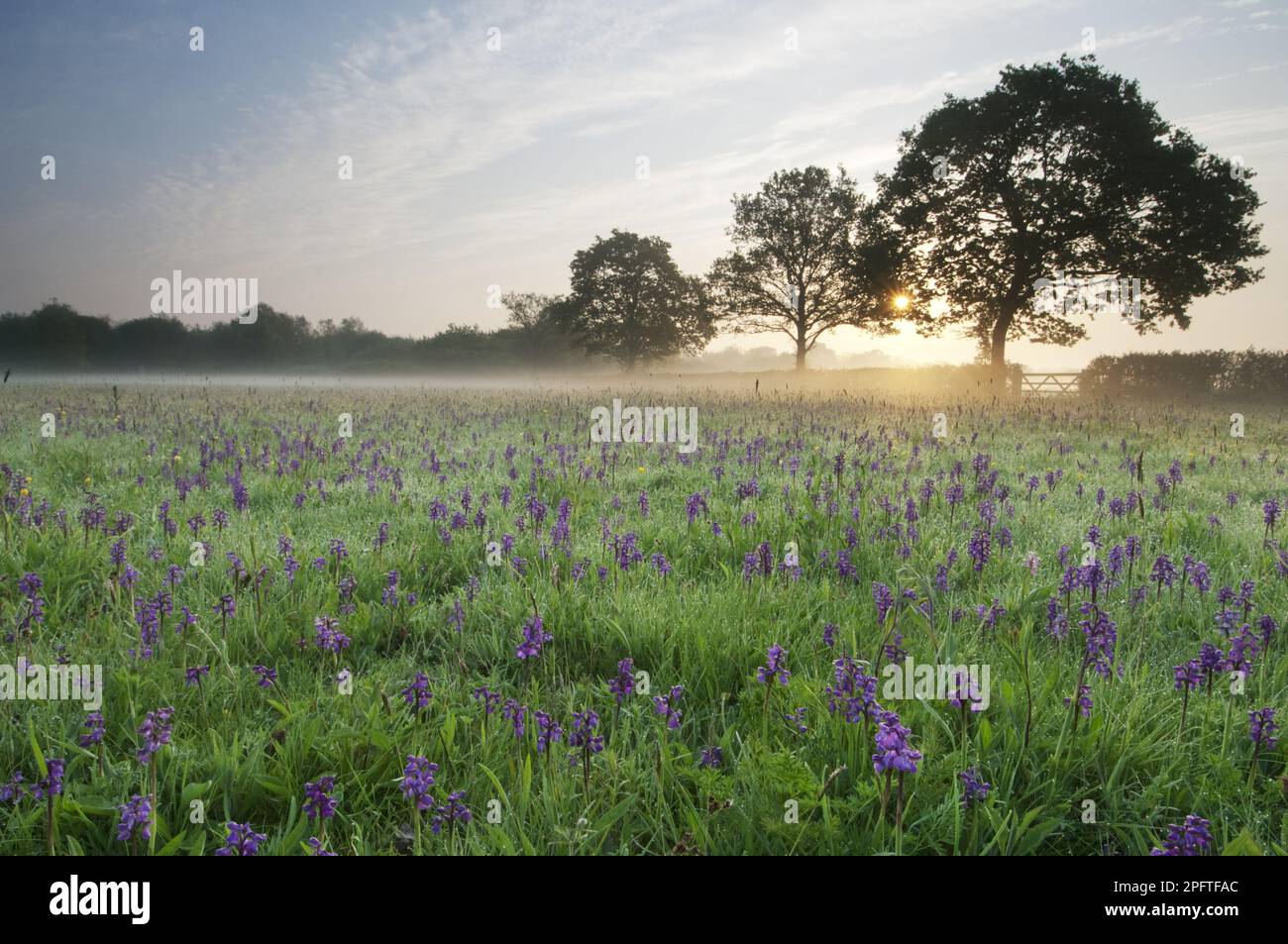 Green-winged Orchid (Orchis morio) flowering mass, in misty meadow ...