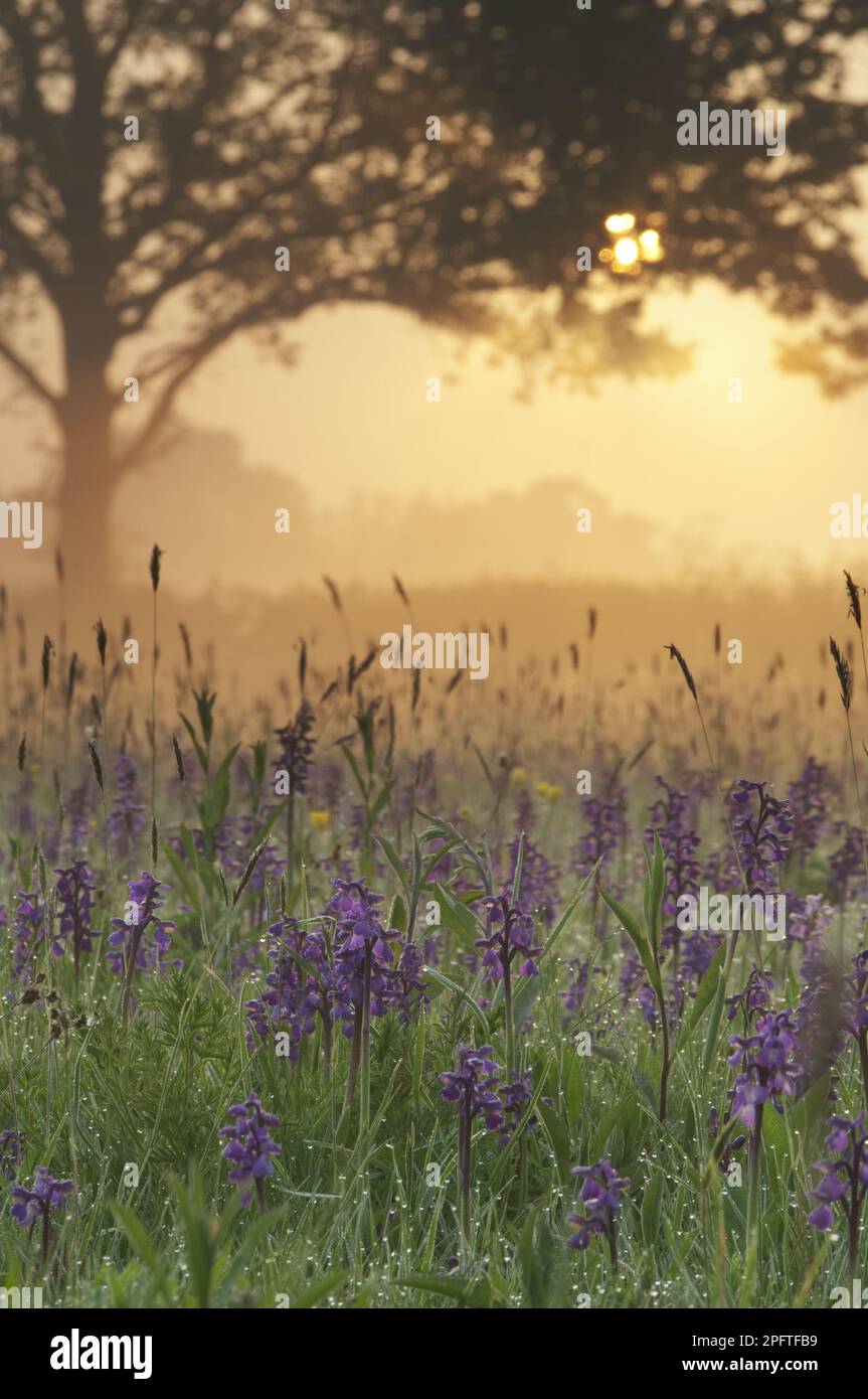Green-winged Orchid (Orchis morio) flowering mass, in misty meadow ...