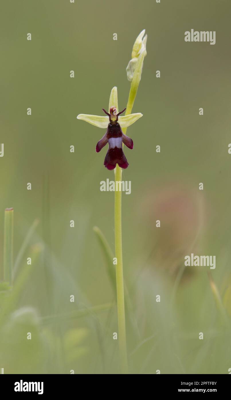 Fly Orchid (Ophrys insectifera) flowering, Peak District, Derbyshire ...