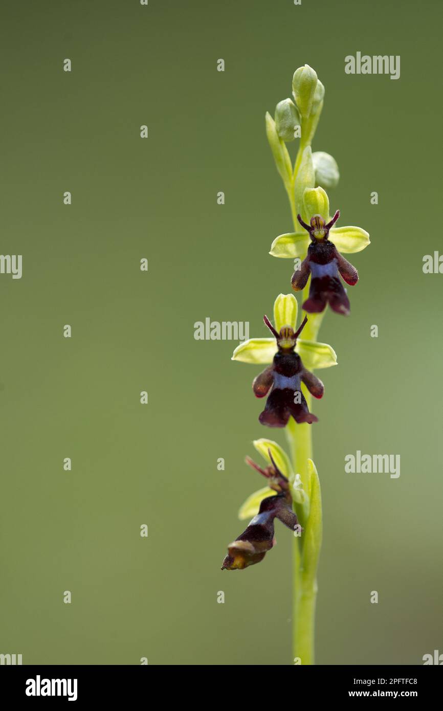 Fly Orchid (Ophrys insectifera) flowering, Peak District, Derbyshire ...