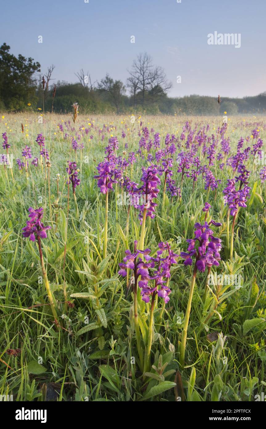 Green-winged Orchid (Orchis morio) flowering mass, in misty meadow ...