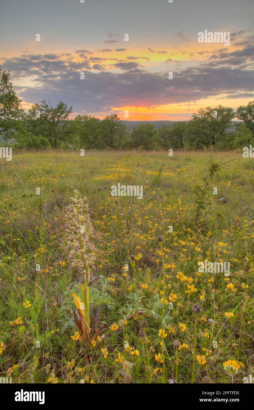 Flowering lizard orchid (Himantoglossum hircinum) growing on a ...