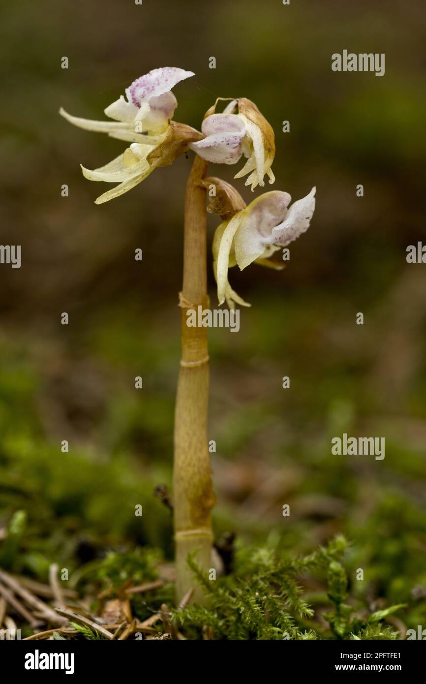 Ghost Orchid (Epipogium aphyllum) flowering, growing in deep shade ...