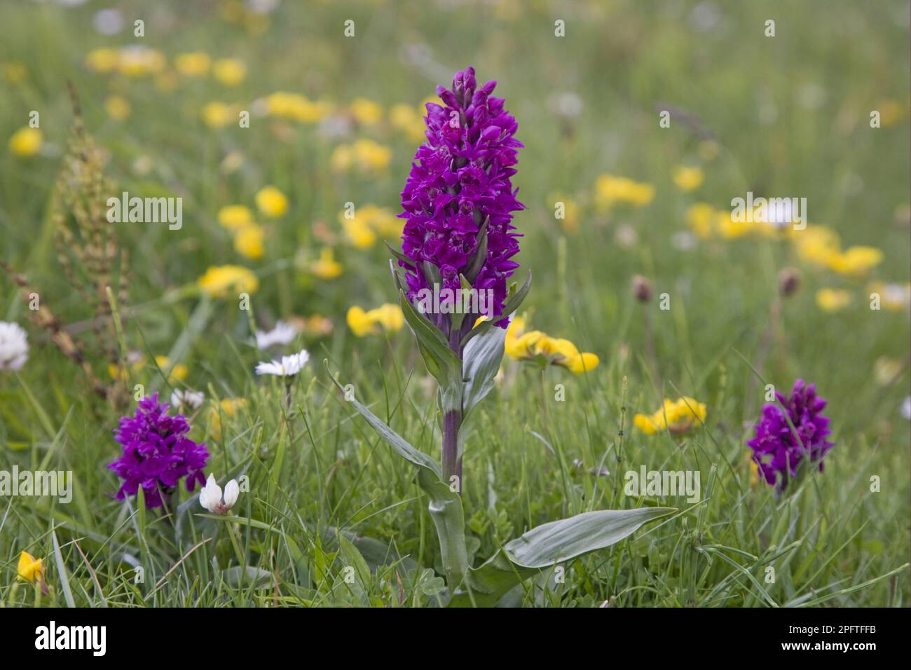 Flowering Northern Marsh Orchid (Dactylorhiza majalis purpurella ...
