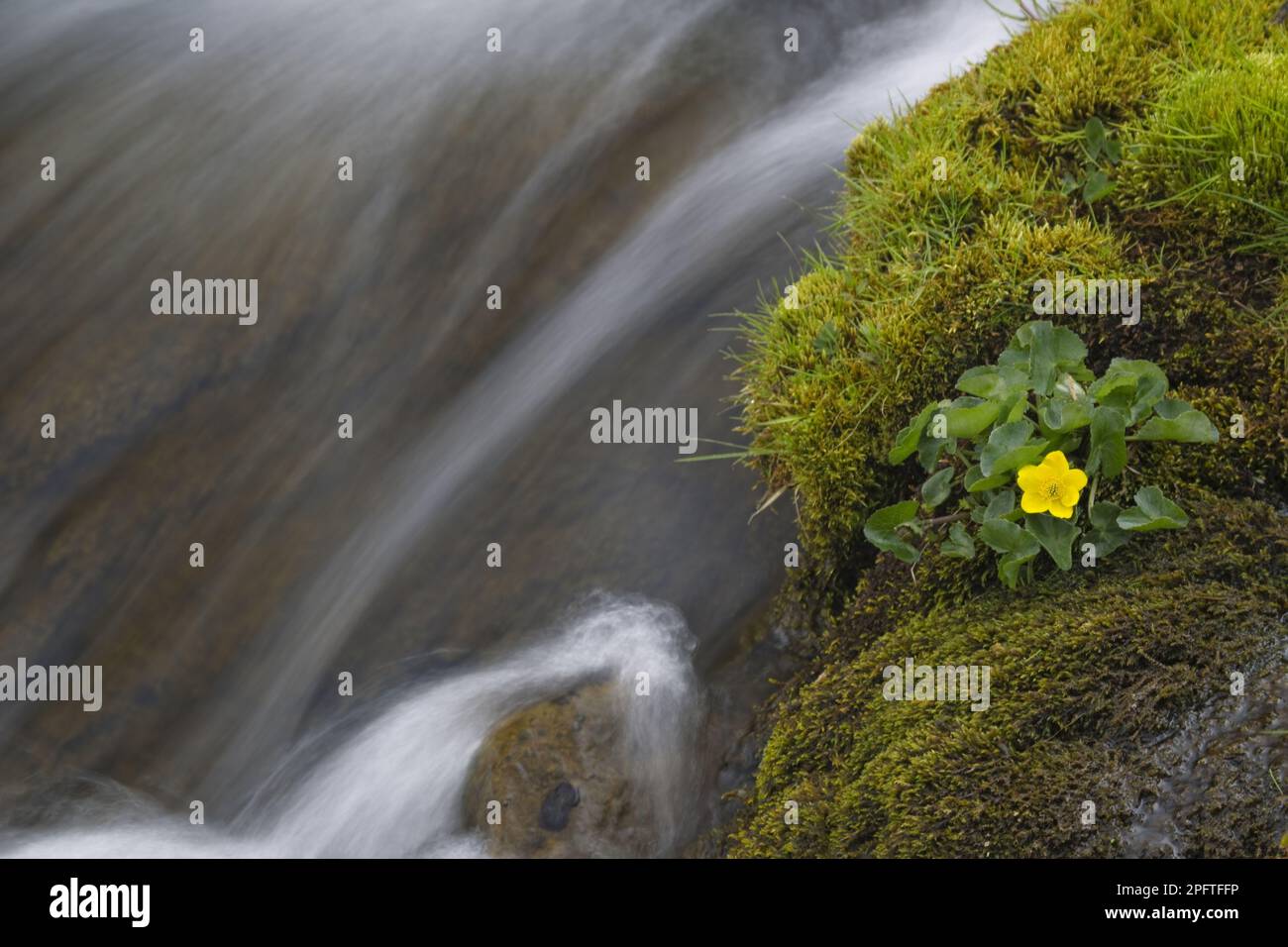 Marsh marigold (Caltha palustris) in flower, growing beside waterfall ...