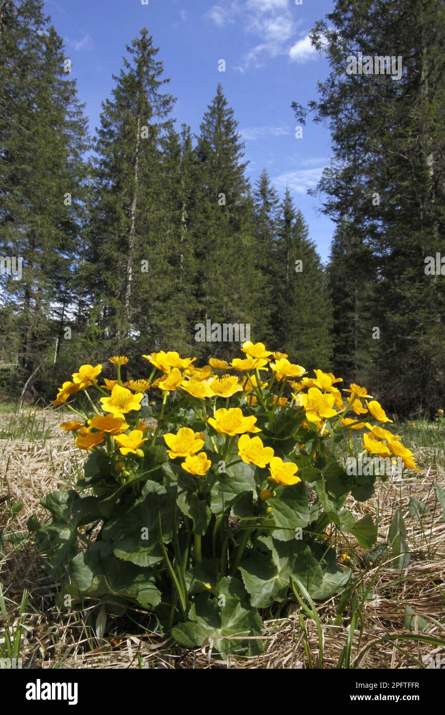 Marsh marigold (Caltha palustris) in flower, growing in a swamp at the ...