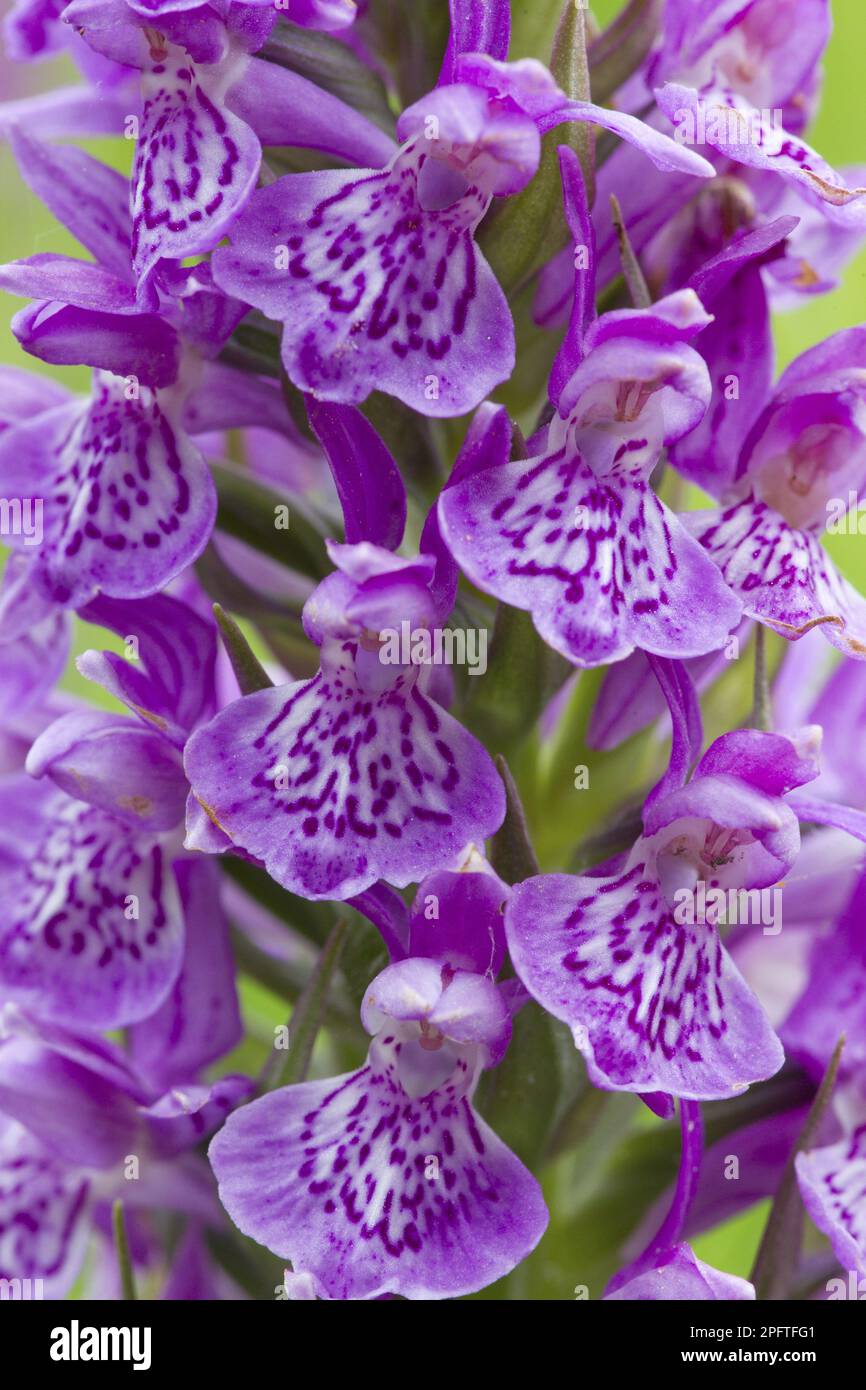 Northern Marsh Orchid (Dactylorhiza majalis purpurella) close-up of ...