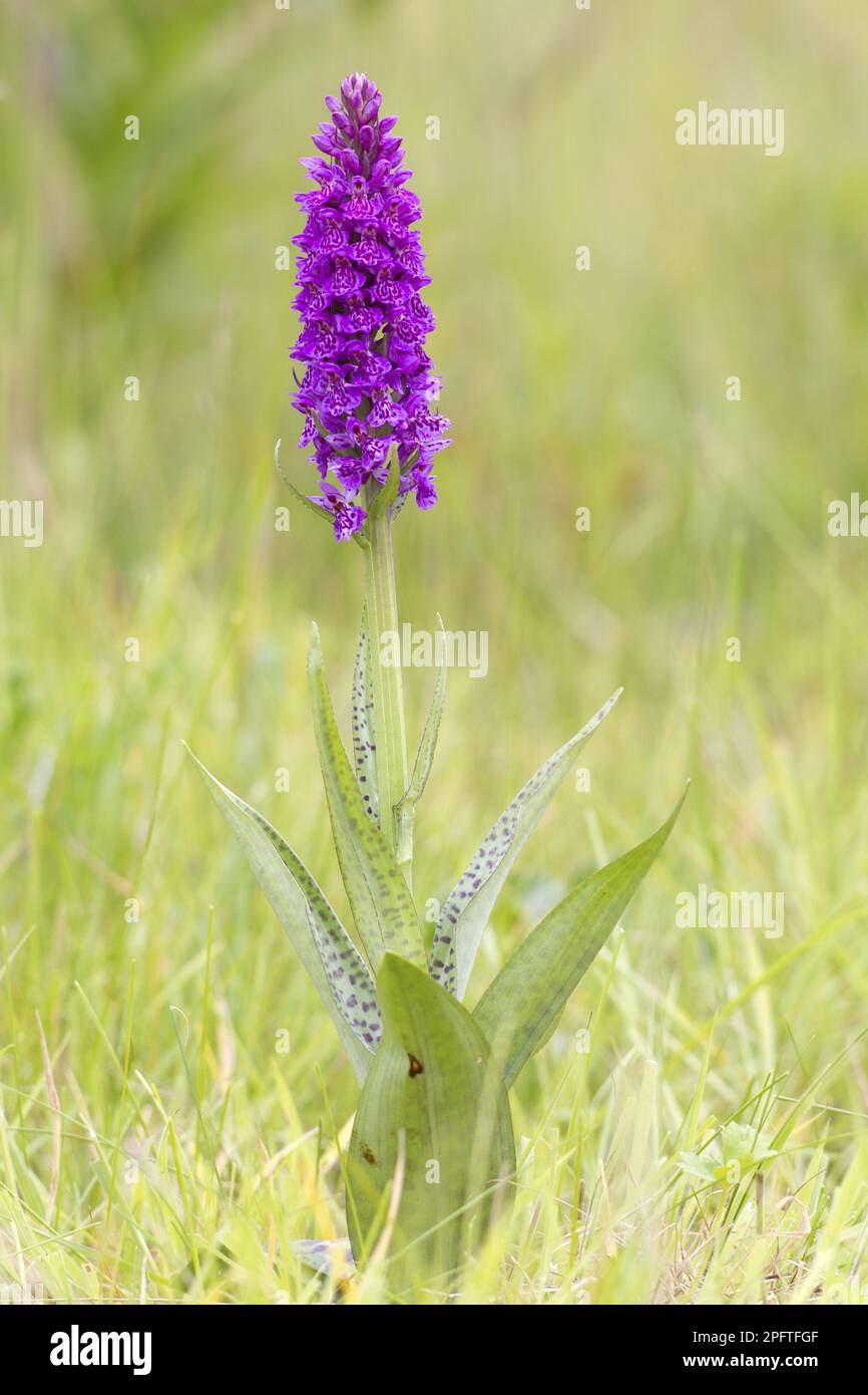 Northern Marsh Orchid (Dactylorhiza majalis purpurella) flowerspike ...