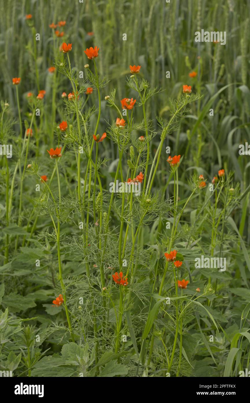 Summer Pheasant's Eye (Adonis aestivalis) in flower and fruit, growing ...