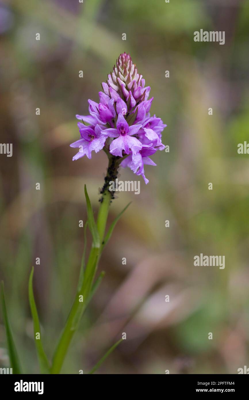 Flowering madeiran orchid (Dactylorhiza foliosa) of Madeira, Madeira ...