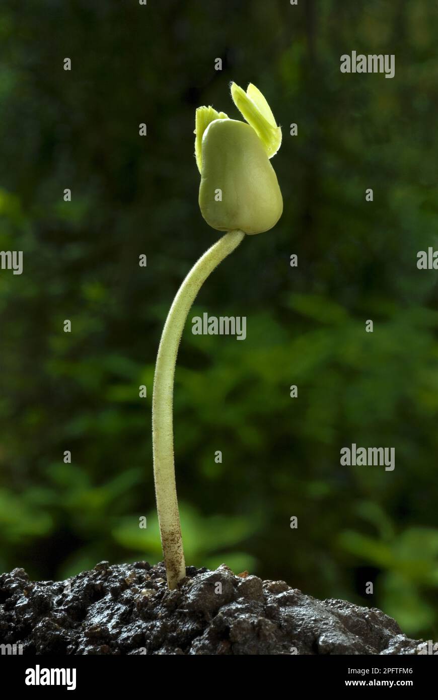 Tamarind (Tamarindus indica) germinating seed with shoot, Trivandrum ...