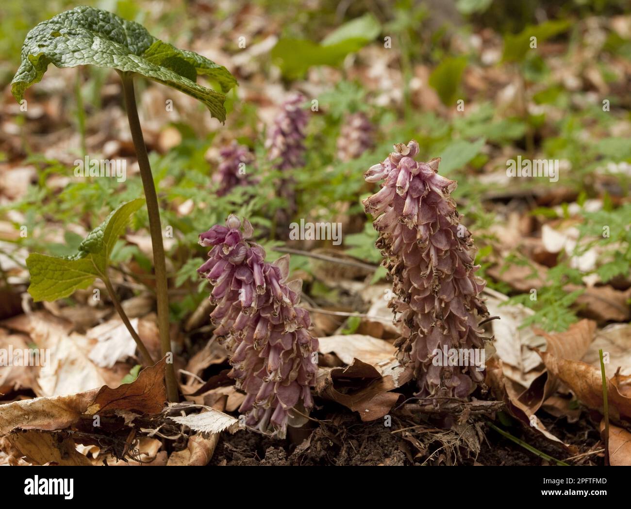 Reddish scale-root, common toothwort (Lathraea squamaria), Erect scale ...