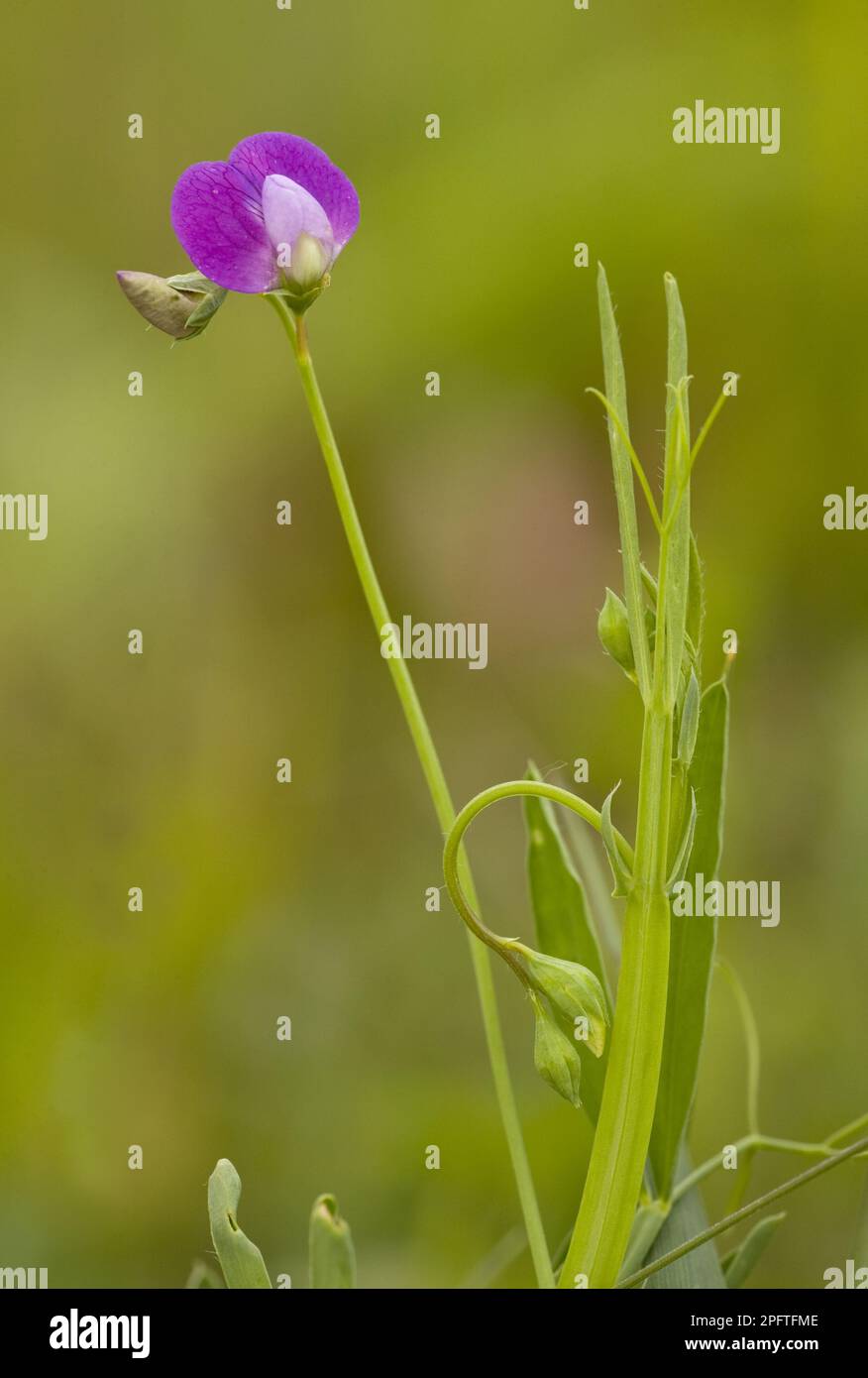 Caley pea, Hairy vetchling (Lathyrus hirsutus), Butterfly plant ...