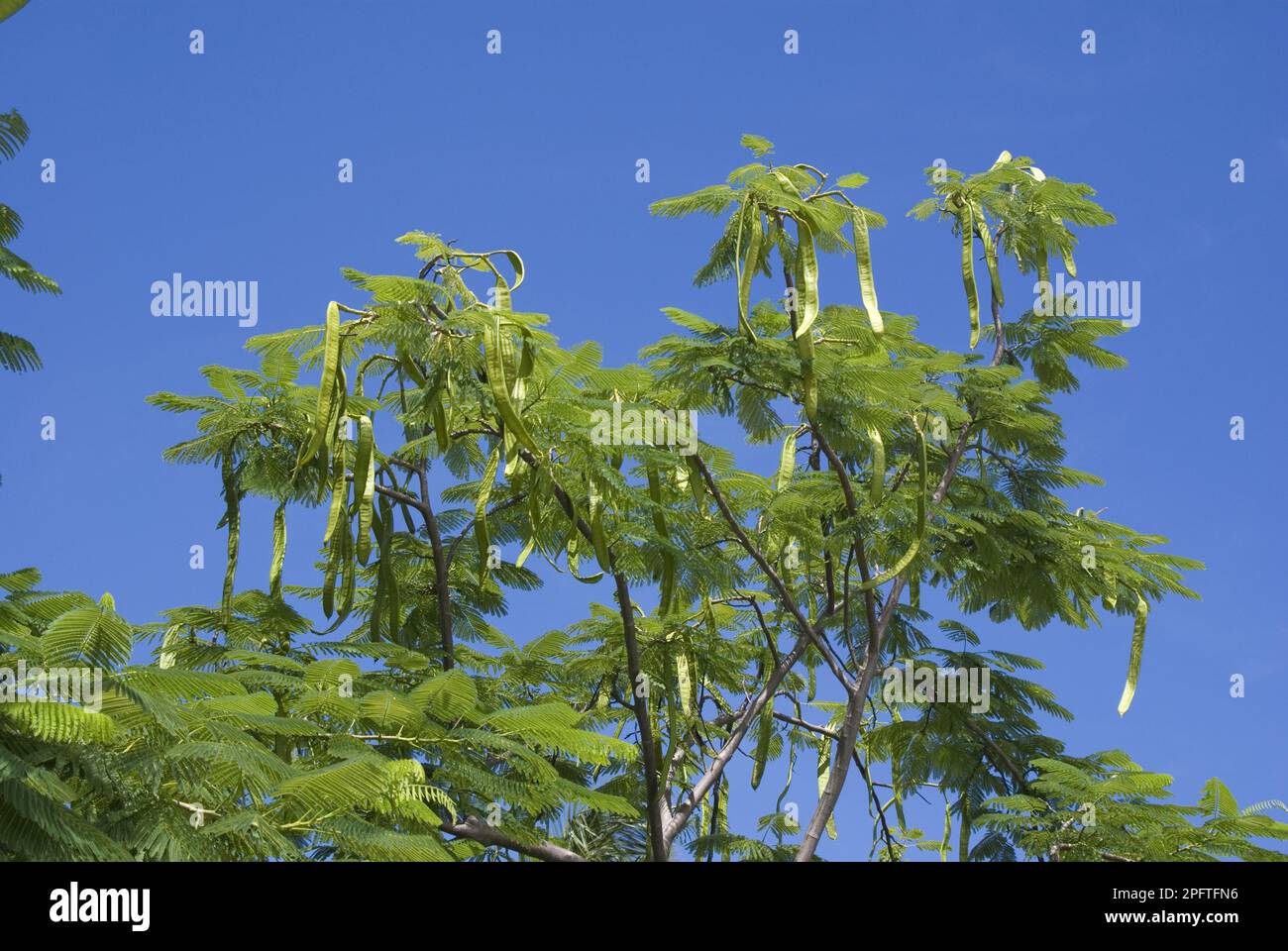 Flamboyant Tree (Delonix regia) leaves and seedpods, Grenada ...