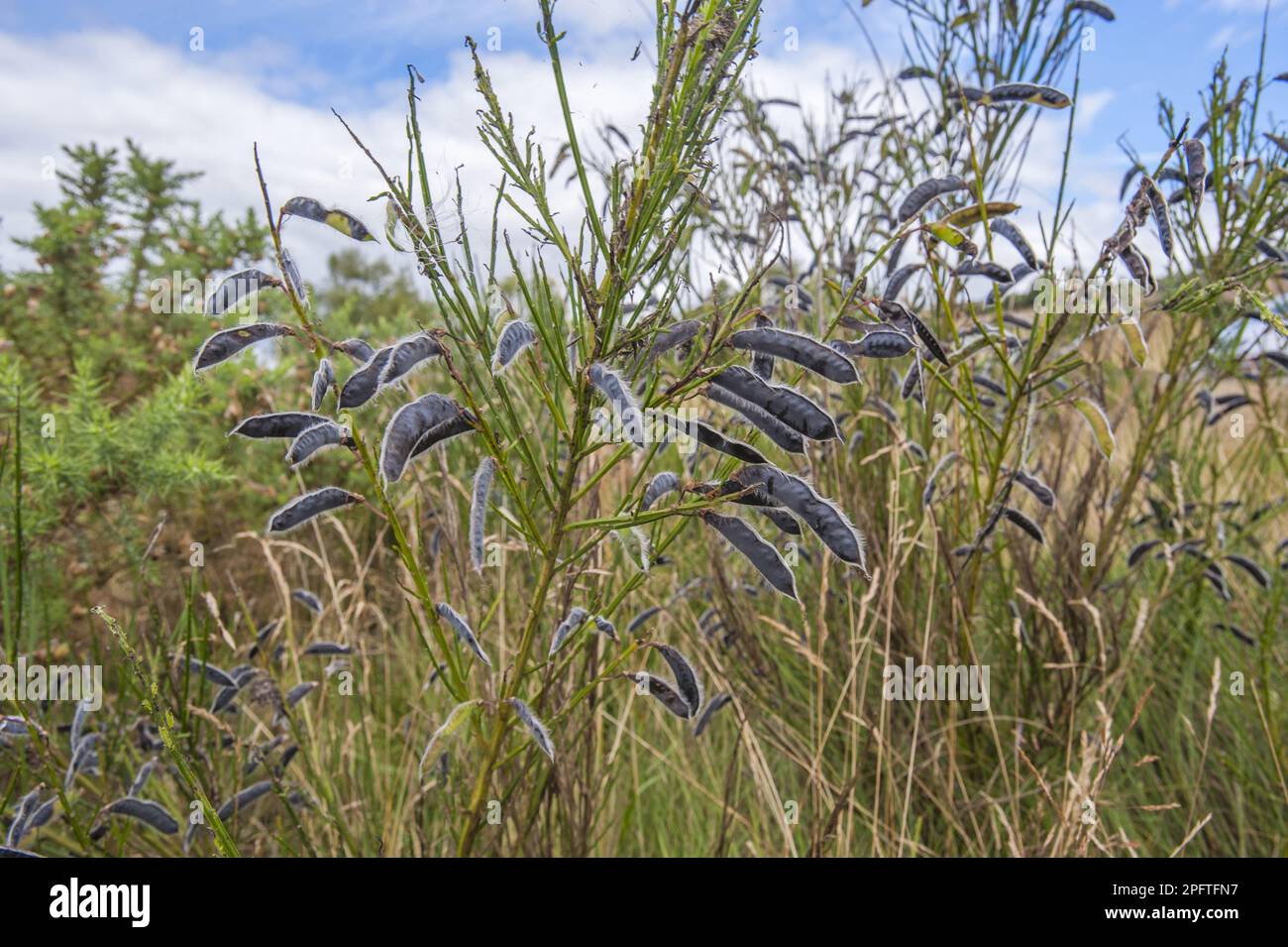 Common common broom (Cytisus scoparius) seed pods, Stiperstones ...